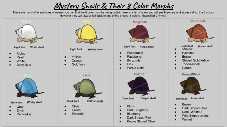 Anatomy & Gender Of A Mystery Snail – Mystery Snail Guardians