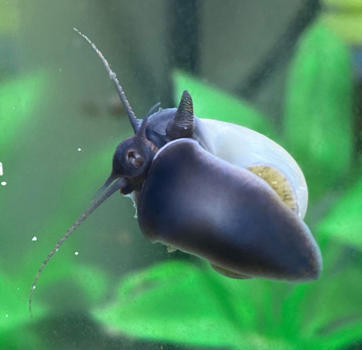 Anatomy & Gender Of A Mystery Snail – Mystery Snail Guardians